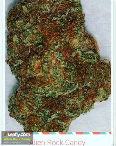 Respect My Region Recommends These 4th of July Strains