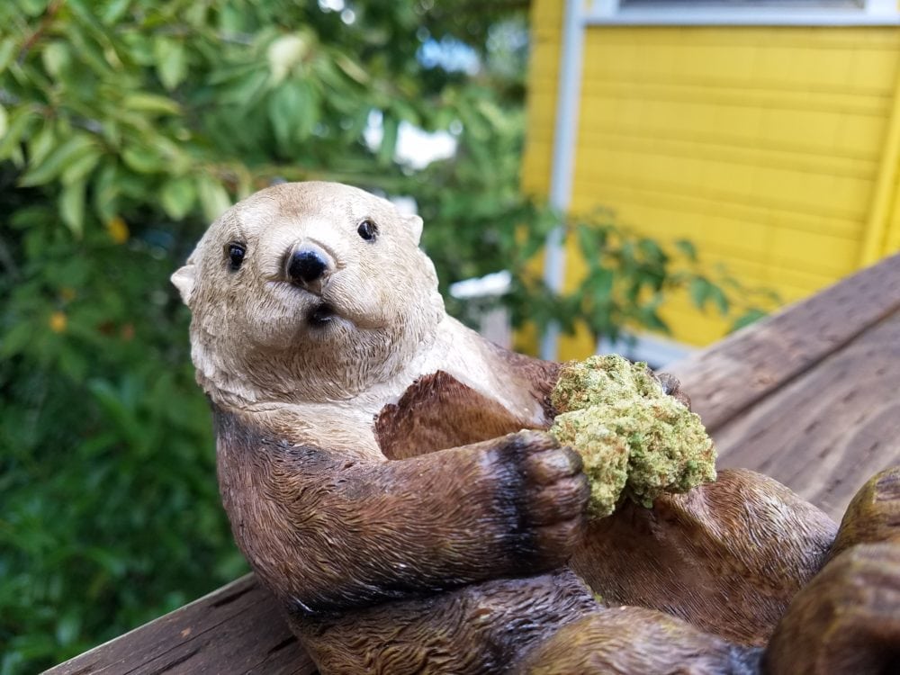 A Real Review of The Wifi OG Strain From Lazy Bee Gardens