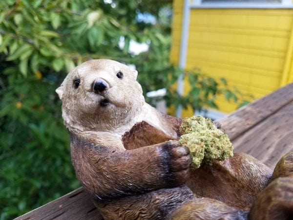 A Real Review of The Wifi OG Strain From Lazy Bee Gardens