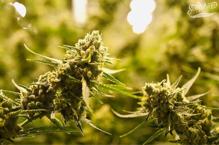 A Review of the Lodi Dodi Strain from Soulshine Cannabis