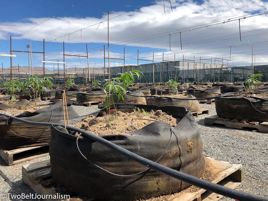 Orgrow Is Changing Minds With Improved Products and Transparency