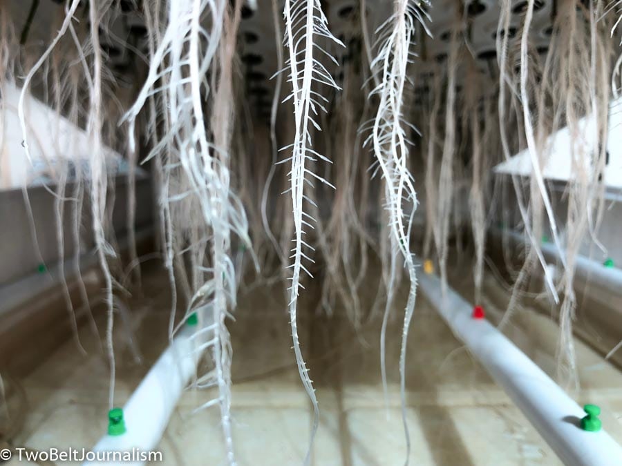 Orgrow Is Changing Minds With Improved Products and Transparency