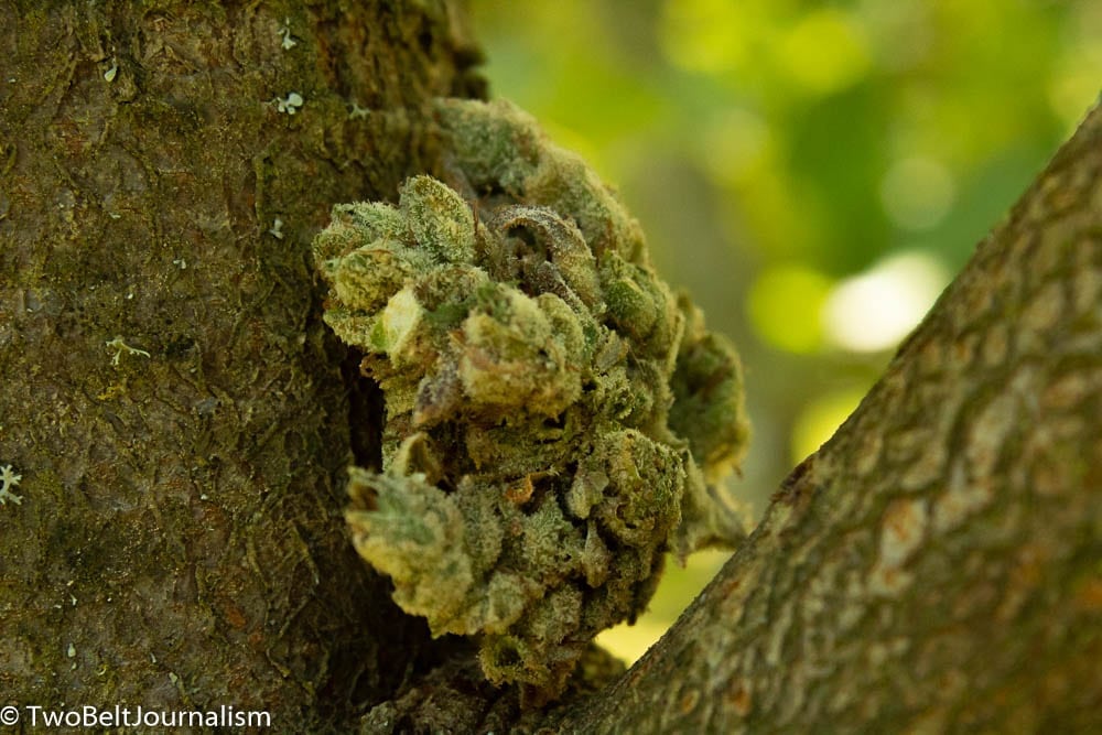 Tranquil Forest's Monkey Glue Strain Is A Chocolatey Energetic Sativa Tranquil Forest's Monkey Glue Strain Is A Chocolatey Energetic Sativa