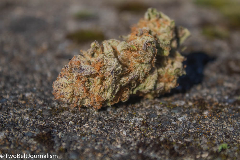 Purple Punch Strain Review (Prod. ZoZ Cannabis)