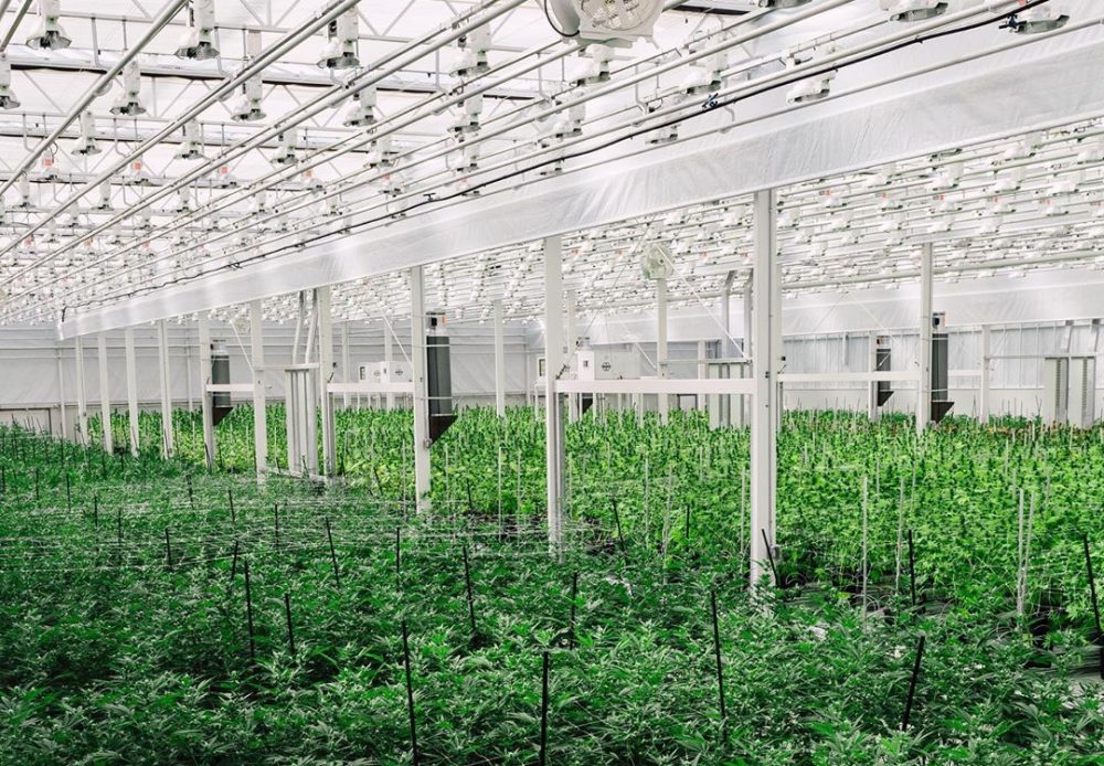 Berner Partners With Rubicon Organics To Cultivate Cookies Brand In WA