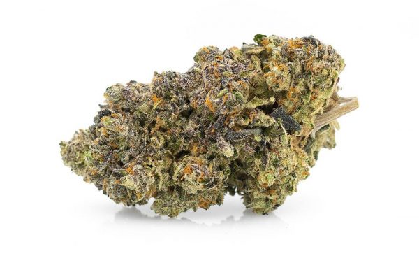 The Gelatti Strain (Gelato x Biscotti): Gassy and Sweet Hybrid