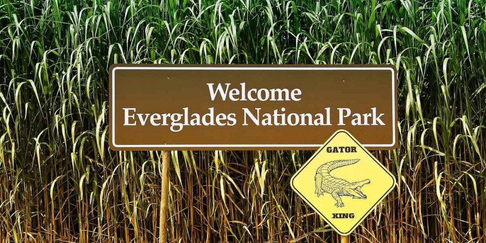 These Florida Cannabis Strains Might Go Down As Legendary Cultivars