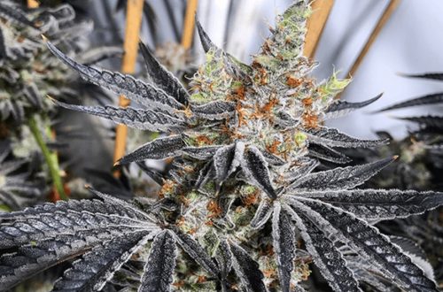 The Intoxicating Grease Monkey Strain Has A Cloying Piquant Stench That ...