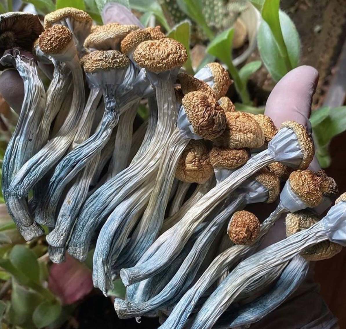 The Road To Legal Mushrooms: A Brief History Of Psychedelics In America