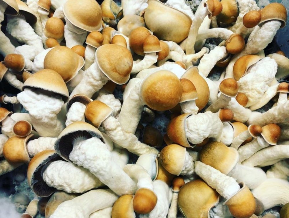 The Road To Legal Mushrooms: A Brief History Of Psychedelics In America