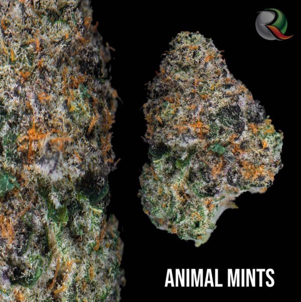 Animal Mints Strain: A Doughy and Minty GSC Cross That Delivers A ...