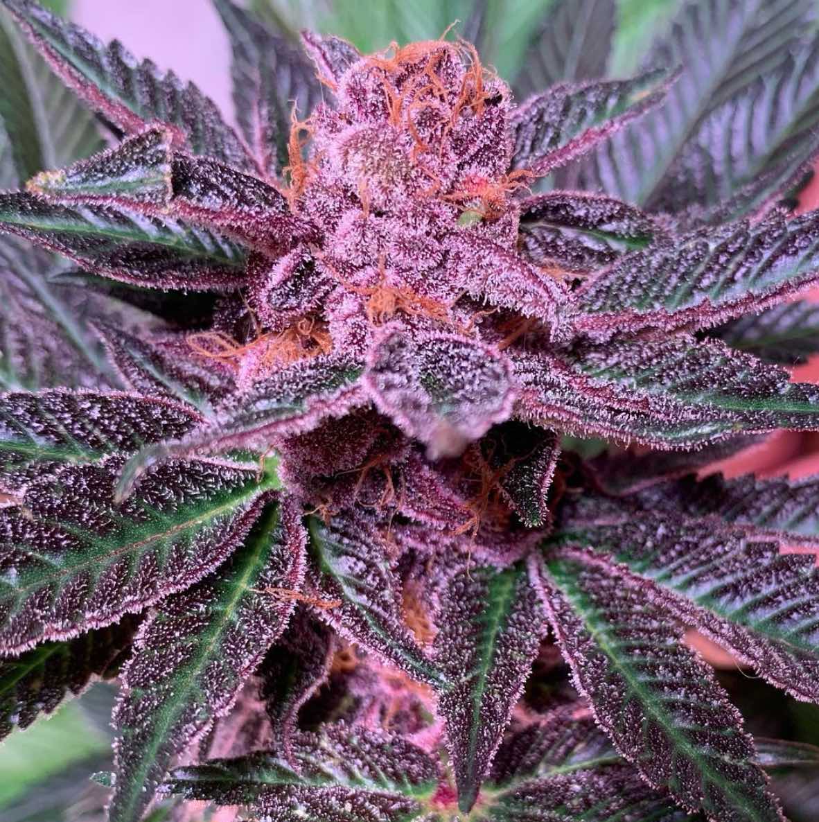 Black Cherry Cheesecake Strain: A Rare And Sweet Treat That Might Help ...