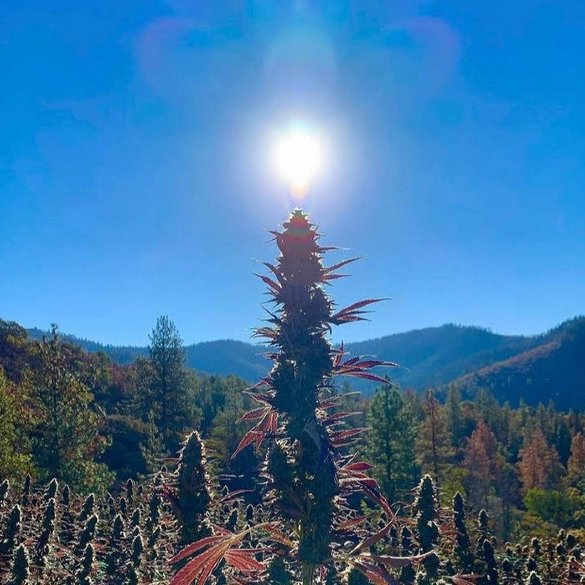 Ten Oregon Cannabis Brands That Provide Consistent Quality Experiences