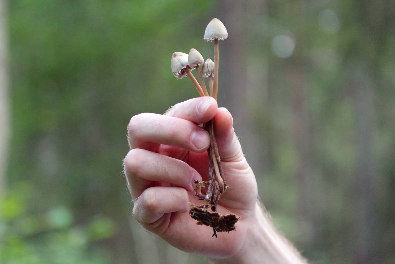 How to Microdose Mushrooms: A Beginners Guide