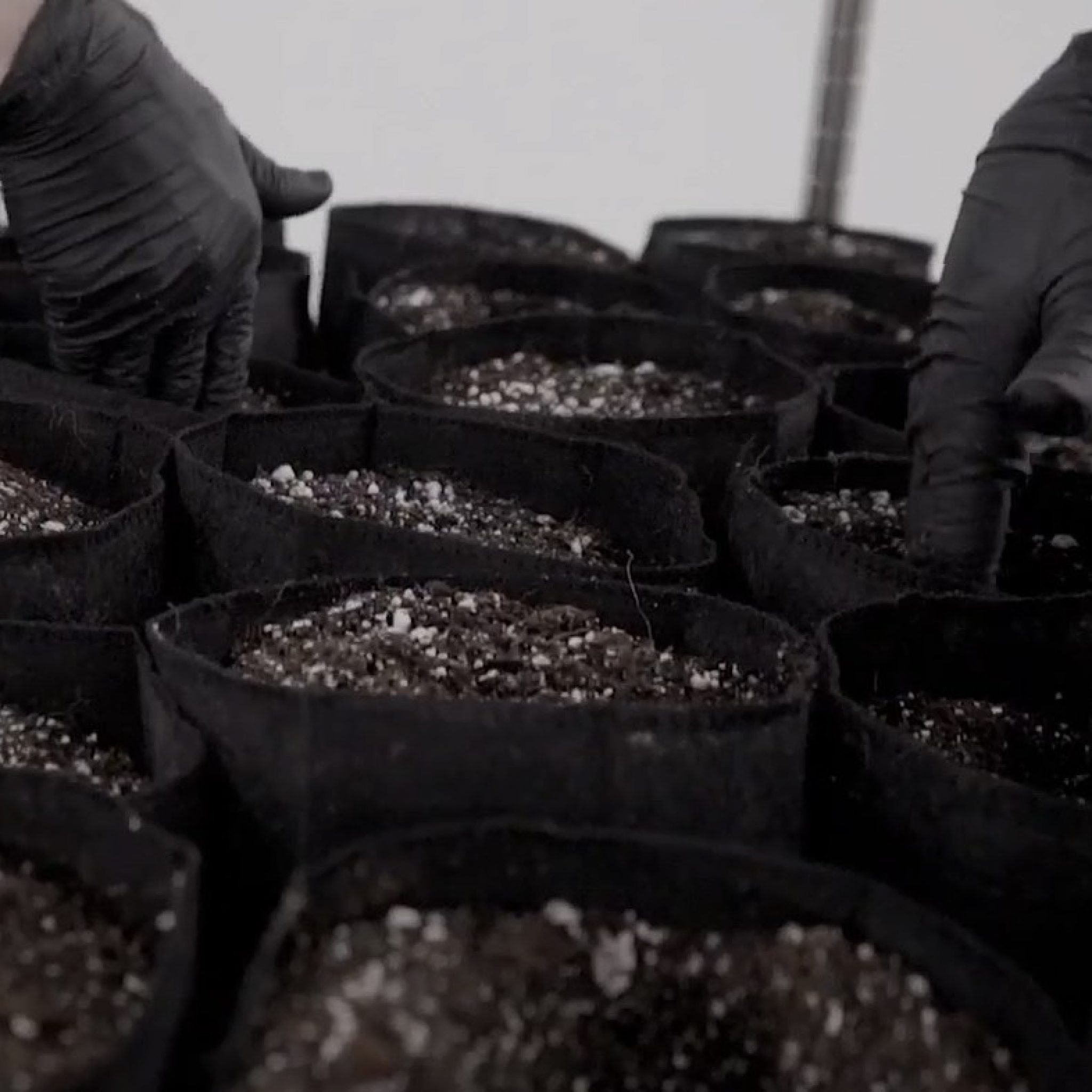 Cloud Cover Cannabis Is An Eclectic High Tech Producer Out Of Portland