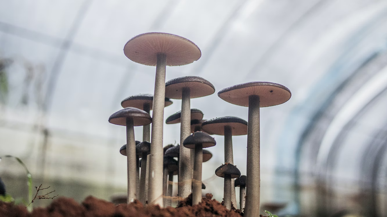 Detroit Voters Approve Decriminalization of Entheogenic Plants and ...