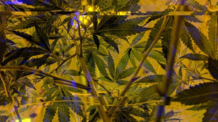 Top 10 Cannabis-Related NFT Collections of 2021