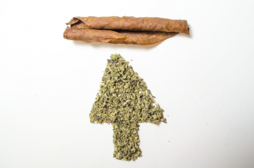 How To Roll A Backwoods Blunt: A Step-By-Step Guide