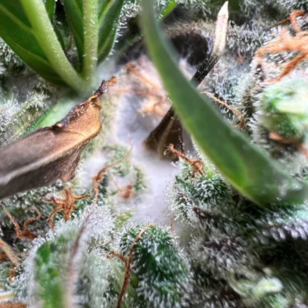What is Bud Rot? How to Spot Moldy & Rotten Weed