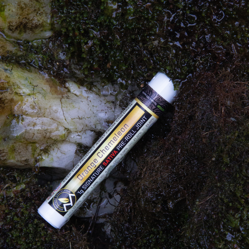 Orange Chemeleon Strain By Berkshire Roots Smells Like Peeling An Orange