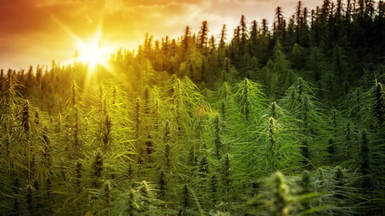 Sun-Grown vs Indoor vs Light Dep Weed Compared