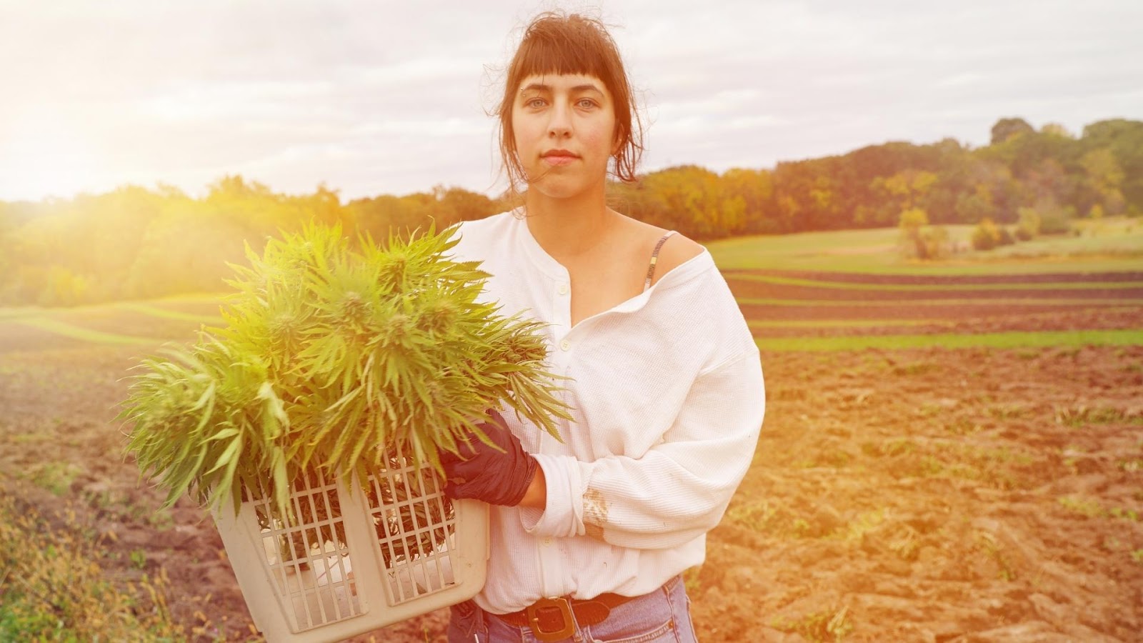 Sun-Grown vs Indoor vs Light Dep Weed Compared