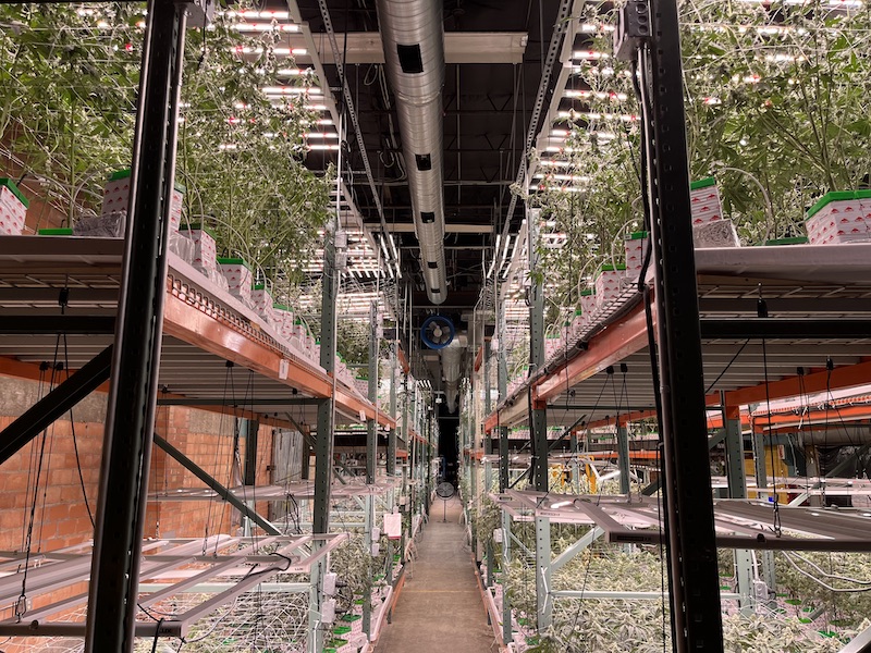 The Grower Circle Is Cultivating Some Of The Best Weed In New Mexico