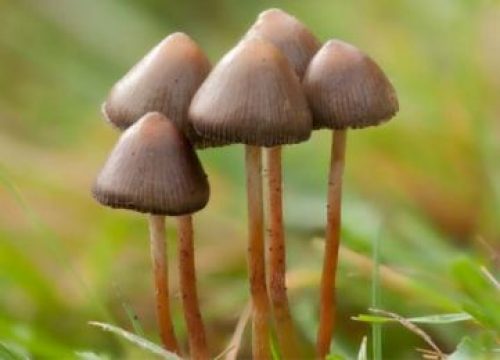 A Basic Shrooming Guide to The Different Types of Psilocybin Mushrooms