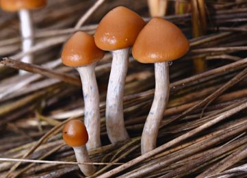A Basic Shrooming Guide to The Different Types of Psilocybin Mushrooms
