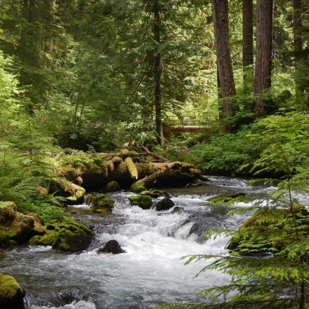 Tacoma Hiking Trails: Escape to Nature's Wonderland in Washington State