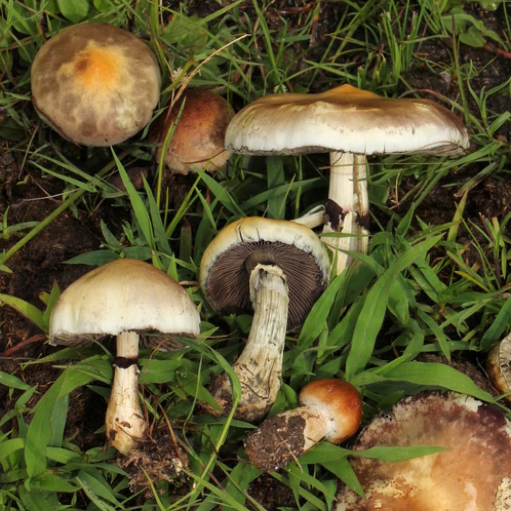 Psilocybe Cubensis: A Closer Look at the Mind-Altering Fungi