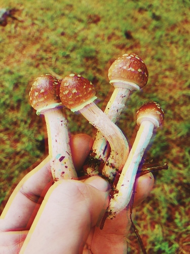 Psilocybe Cubensis: A Closer Look at the Mind-Altering Fungi
