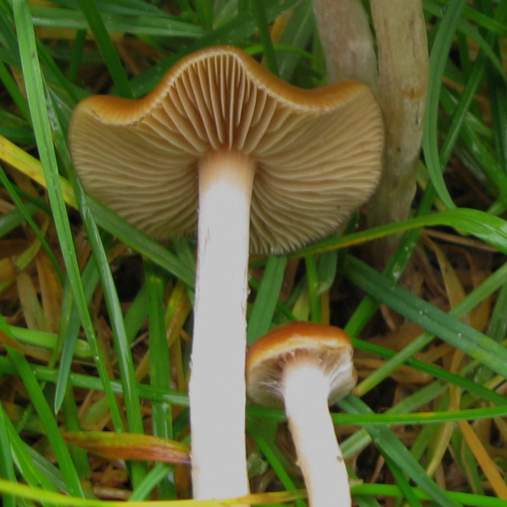 Wavy Caps: The Ultimate Guide to Psilocybe Cyanescens