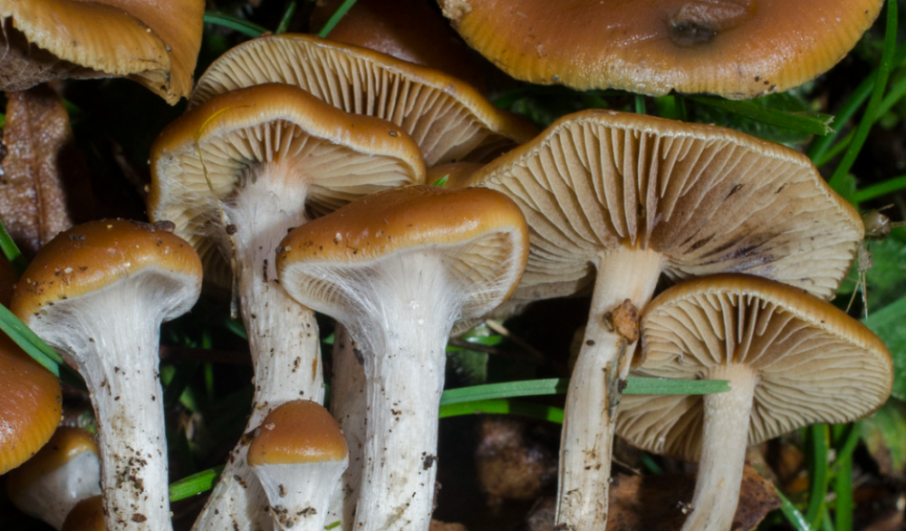 Wavy Caps: The Ultimate Guide to Psilocybe Cyanescens