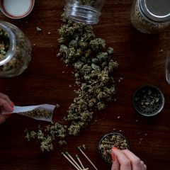 Budtender 101: Cannabis Knowledge For Budtenders Beginner to Expert