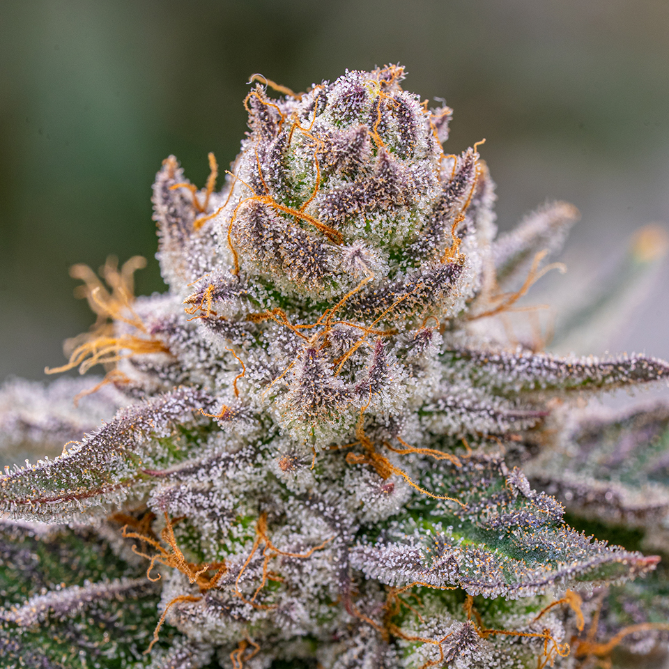 The Grape Gasoline Strain Blends Sour Funky Gas With Creamy Sweet Diesel and Earth