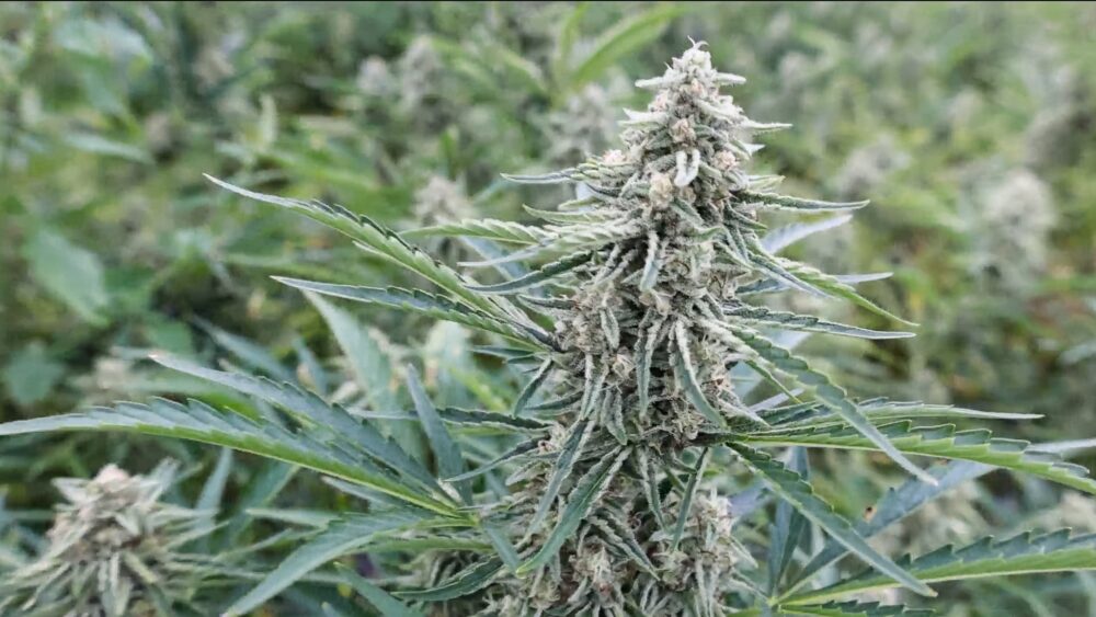 Manistee’s Cannabis Pride: The Story of Heritage Farms and Authentic ...