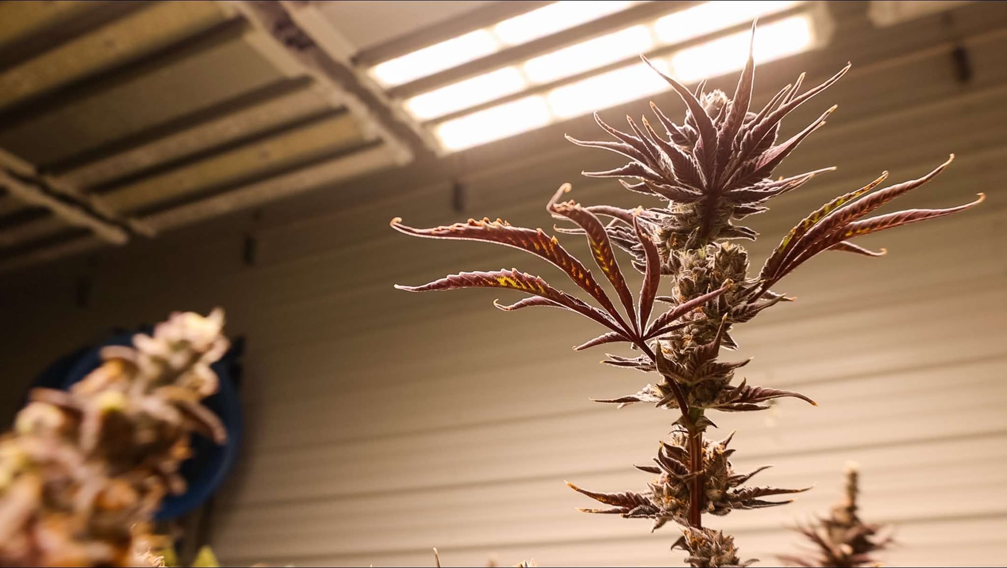 Illicit Brands: Championing Cannabis Reform and Craft Quality in Missouri
