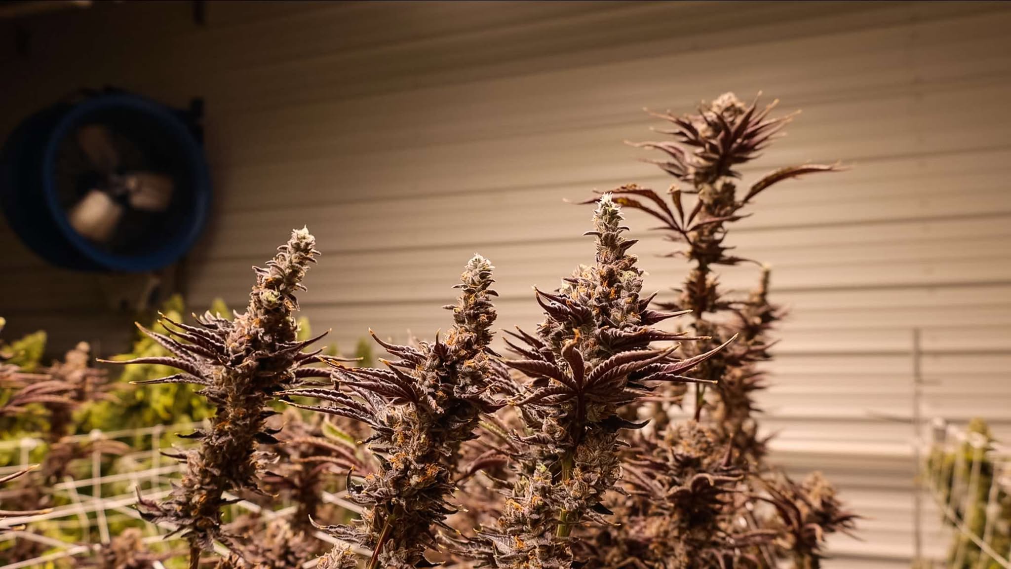 Illicit Brands: Championing Cannabis Reform and Craft Quality in Missouri