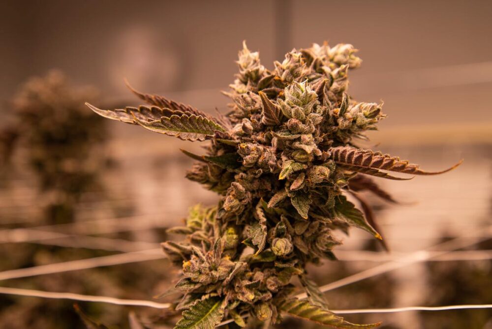 Behind-the-Scenes of Elevated Roots and Nostalgia