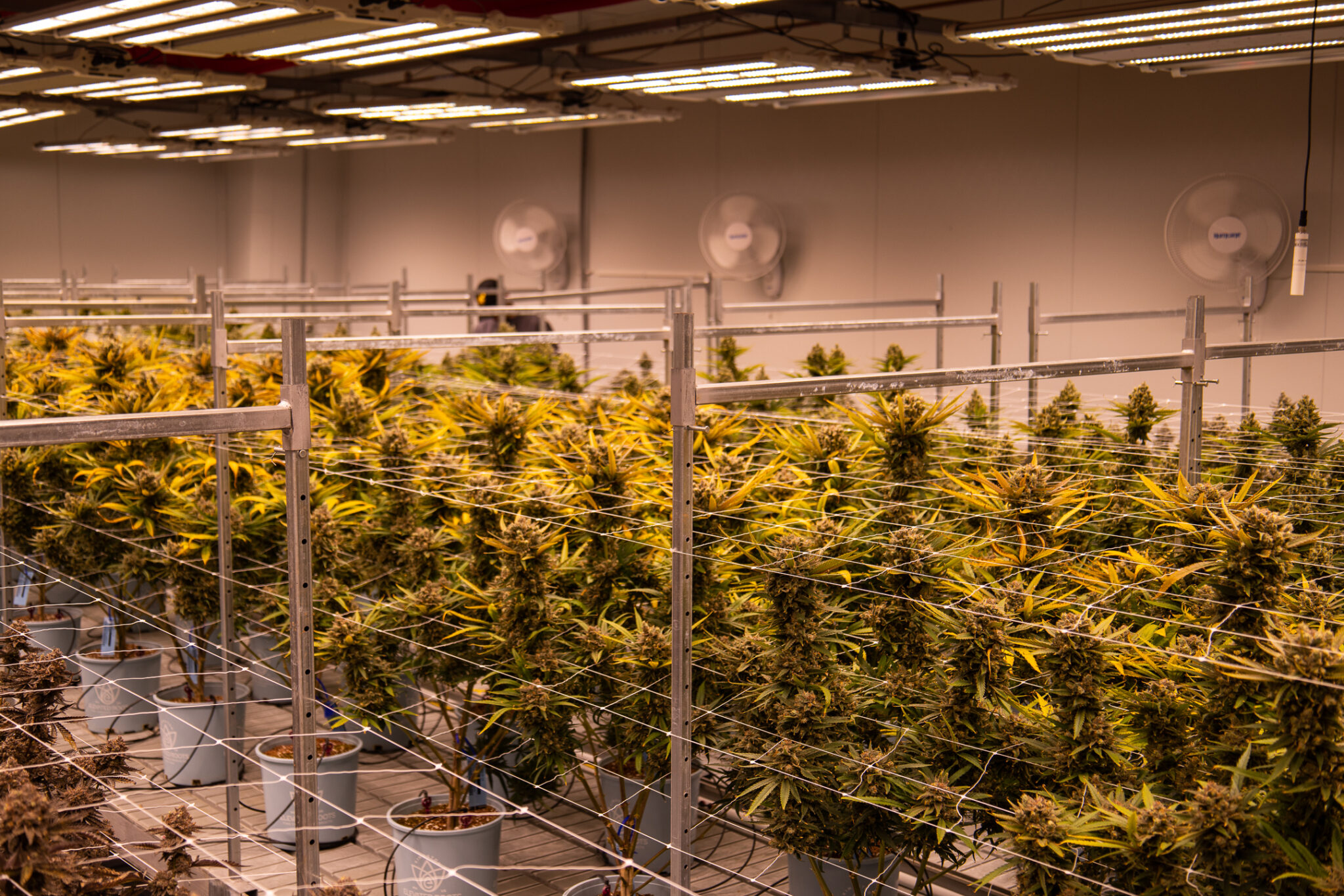 Behind-the-Scenes of Elevated Roots and Nostalgia