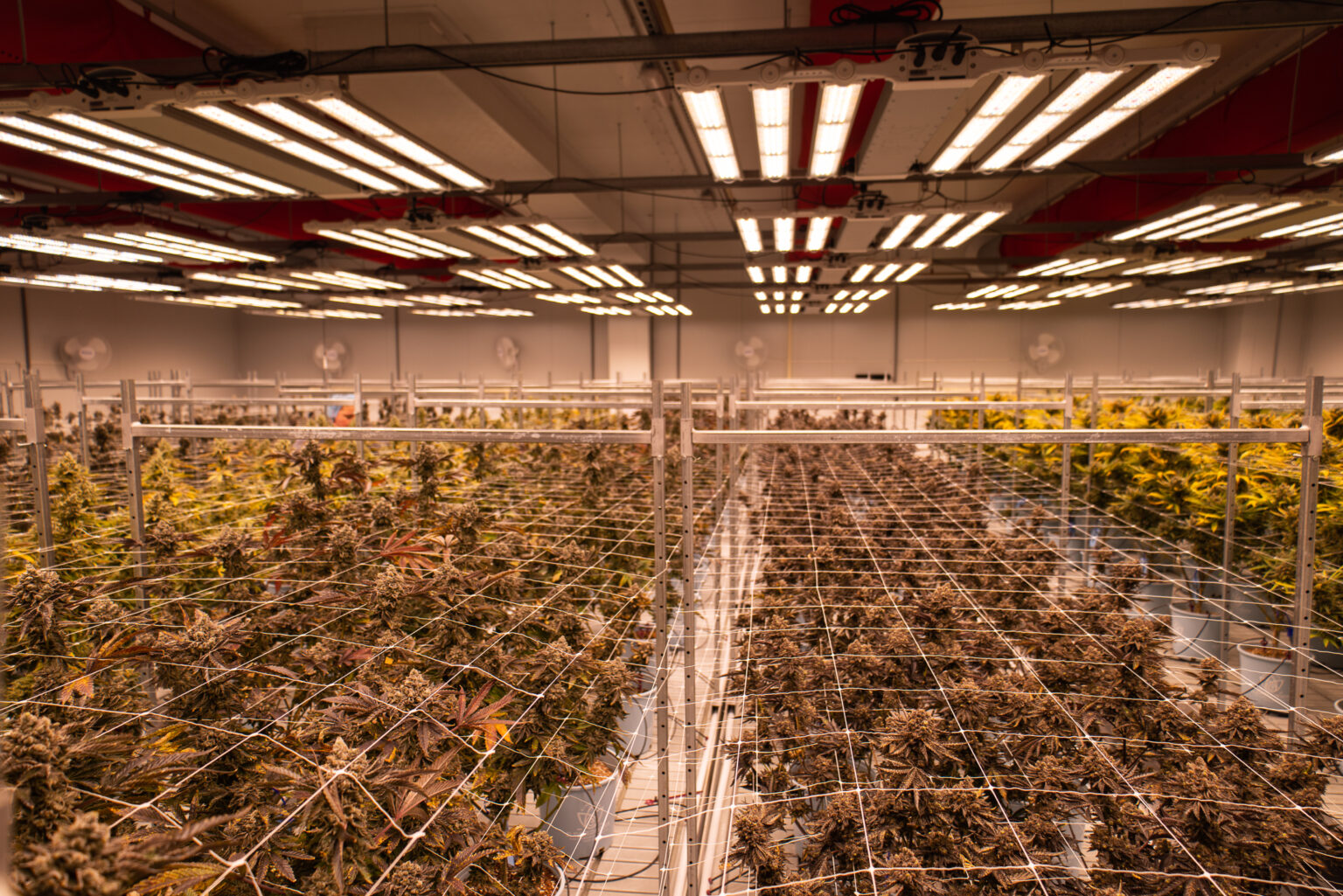 Behind-the-Scenes of Elevated Roots and Nostalgia